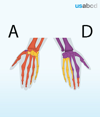 10 - Anatomy: Radial innervation of the hand - USabcd