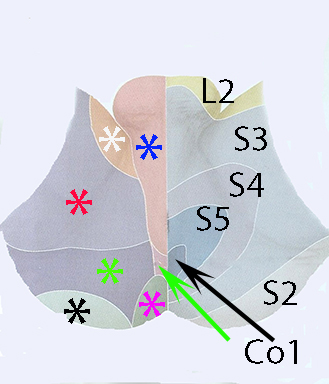 6 - Anatomy: Perineal innervation from the posterior femoral cutaneous ...