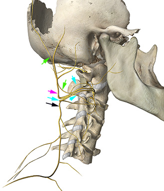 Transverse Cervical Nerve